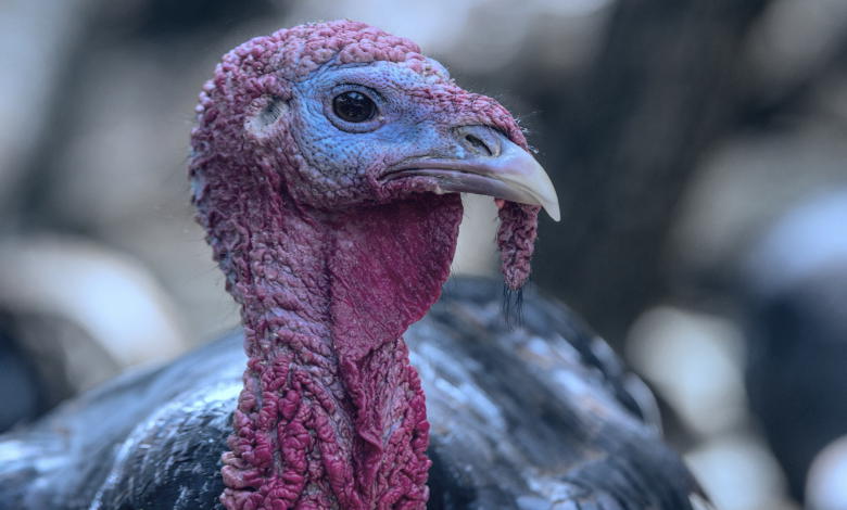 Cold Turkey! It's Almost Time! - KillTheCan.org