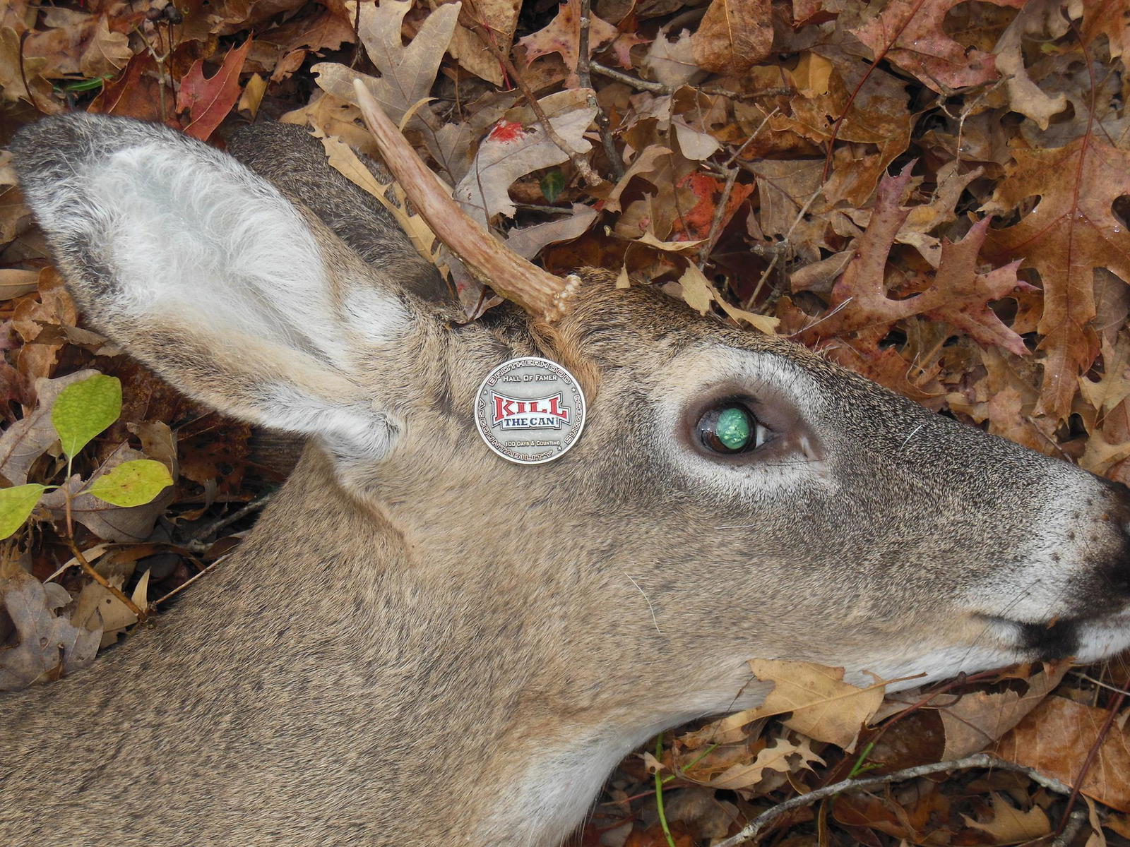 Dip Free Deer Hunting Season - Share Your Pics! - KillTheCan.org