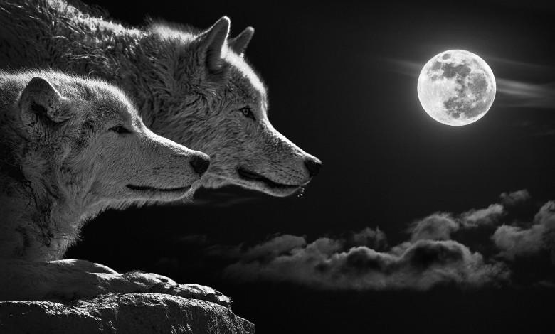 The Two Wolves - KillTheCan.org