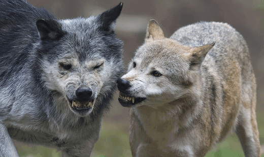 The Two Wolves - KillTheCan.org