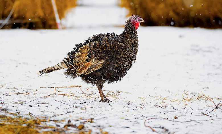 The Cold, Cold Turkey - KillTheCan.org