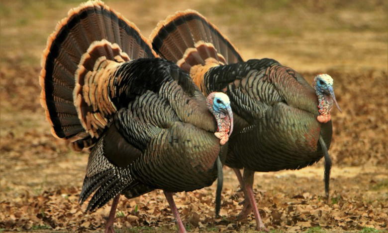 A Young Turkey - The First Ten Days Quitting Dip - KillTheCan.org